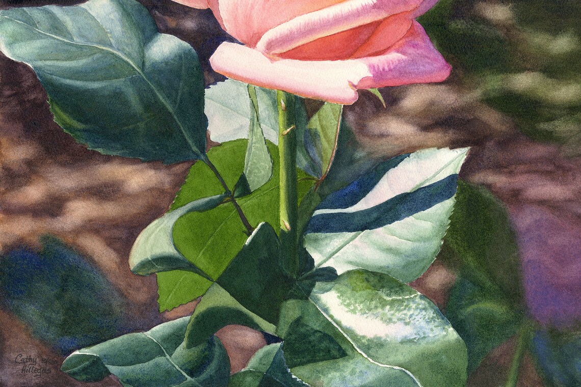 Peach Pink Rose Watercolor Painting Print by Cathy Hillegas - Etsy