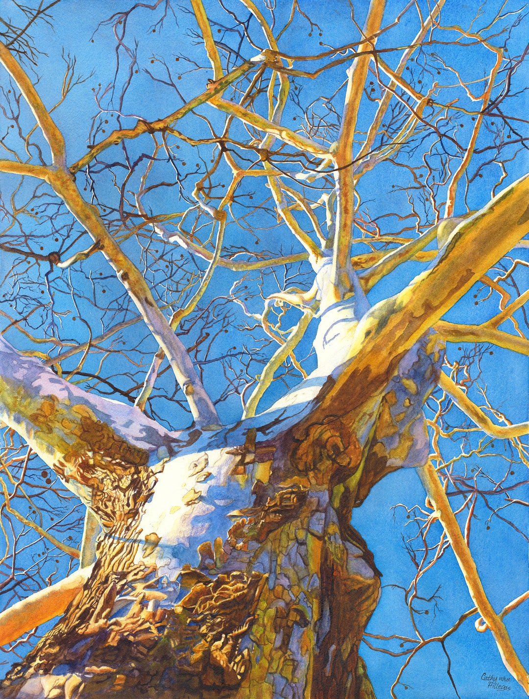 Sycamore Tree Watercolor Painting Print by Cathy Hillegas, Tree Art ...