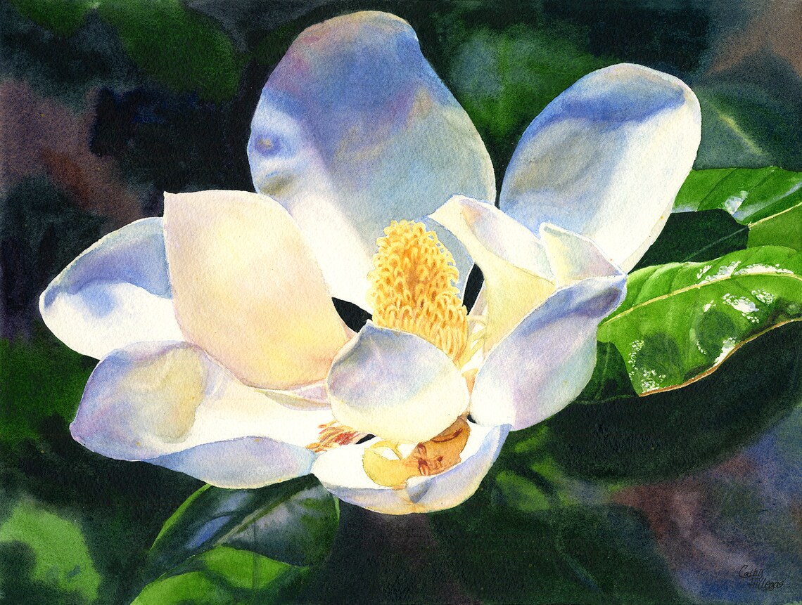 Magnolia Watercolor Painting Print by Cathy Hillegas 11X14 - Etsy