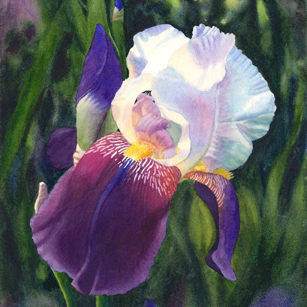 White Purple Iris Art Watercolor Painting Print by Cathy | Etsy