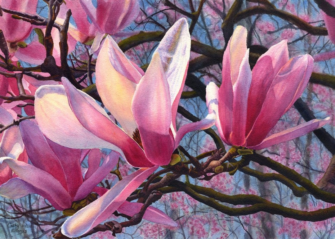Pink Magnolia Art Watercolor Painting Print by Cathy Hillegas, 12x16 ...
