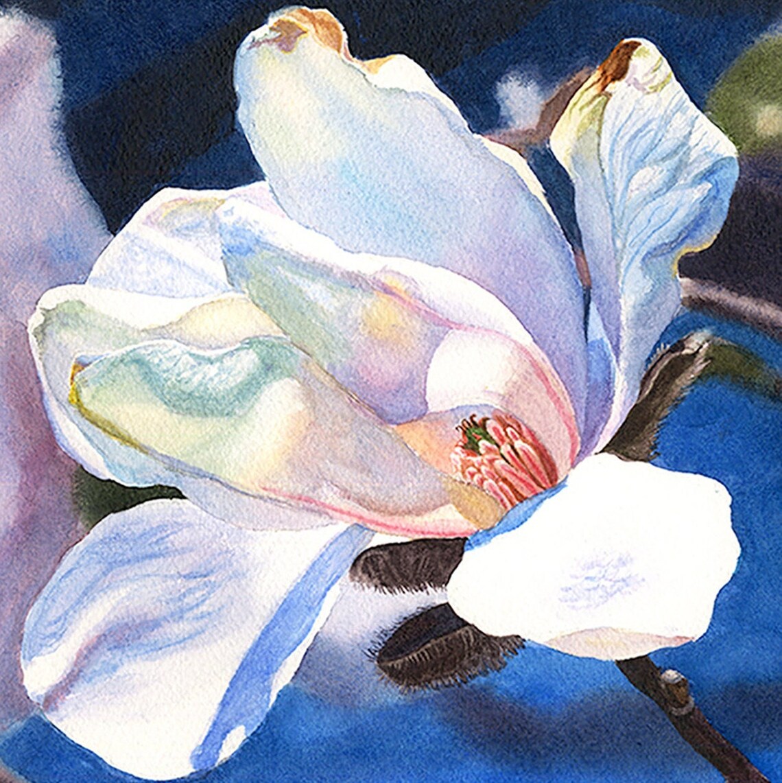White Magnolia Watercolor Painting Print Cathy Hillegas - Etsy
