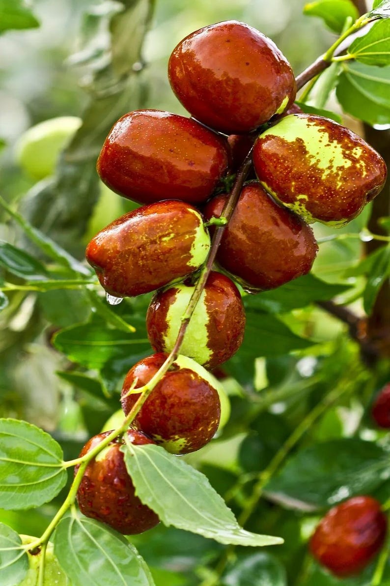 Ziziphus Jujube Tree Seeds, Jujube Superfruit Plant, Fast Growing Seeds, Gardening Gift, 10 ...
