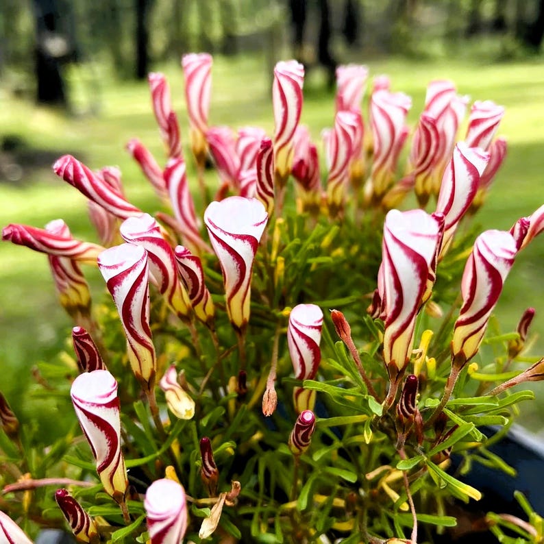 Candy Cane Sorrel Oxalis Versicolor Seeds, Flower Seeds Collection ...