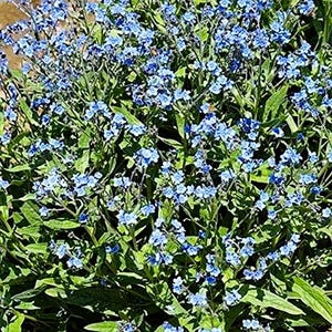 200+ Forget Me Not Seeds, Blue Flower Seeds, Asian Wildflower, Annual ...