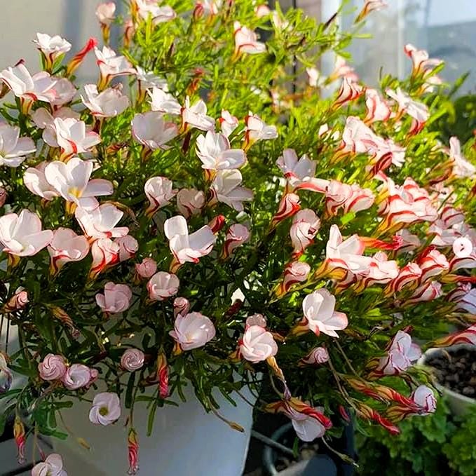 Candy Cane Sorrel Oxalis Versicolor Seeds, Flower Seeds Collection ...