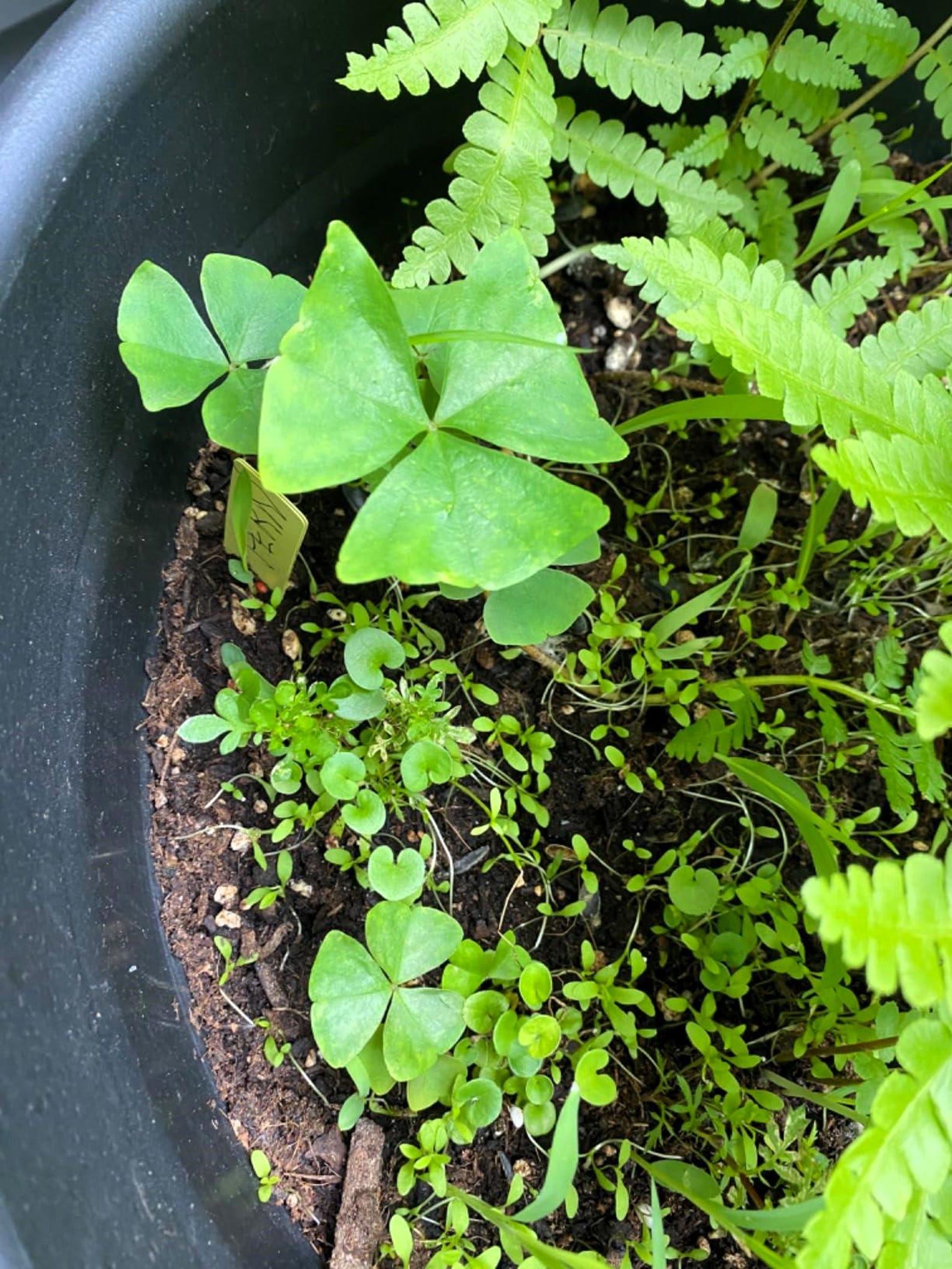 20 Lucky Shamrock Plant Bulbs: Oxalis Regnellii, White Flowers - Etsy