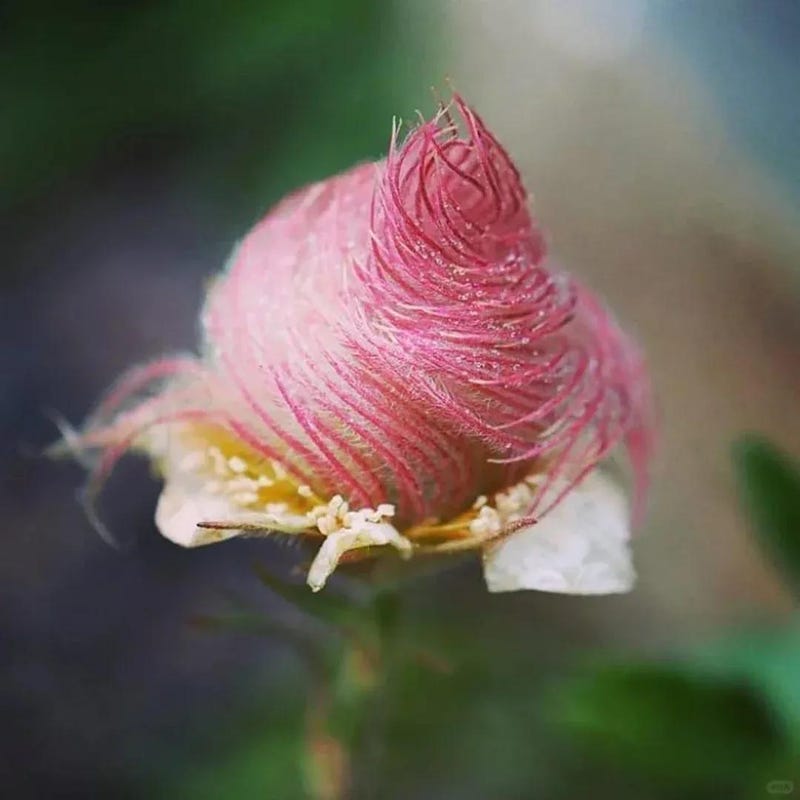 Prairie Smoke - Etsy