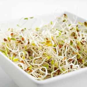 Organic Alfalfa Seeds for Sprouting Non-gmo, Sproutable, Food to Live ...