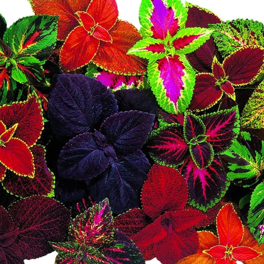 Coleus Rainbow Mix Flower Seeds Non GMO, Fresh Harvest, Gardening Gift ...