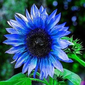 35+ Blue Sunflower Seeds Pack, Rare Flower Bonsai, Colorful Garden ...