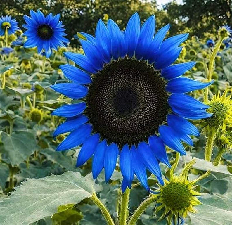 35+ Blue Sunflower Seeds Pack, Rare Flower Bonsai, Colorful Garden ...