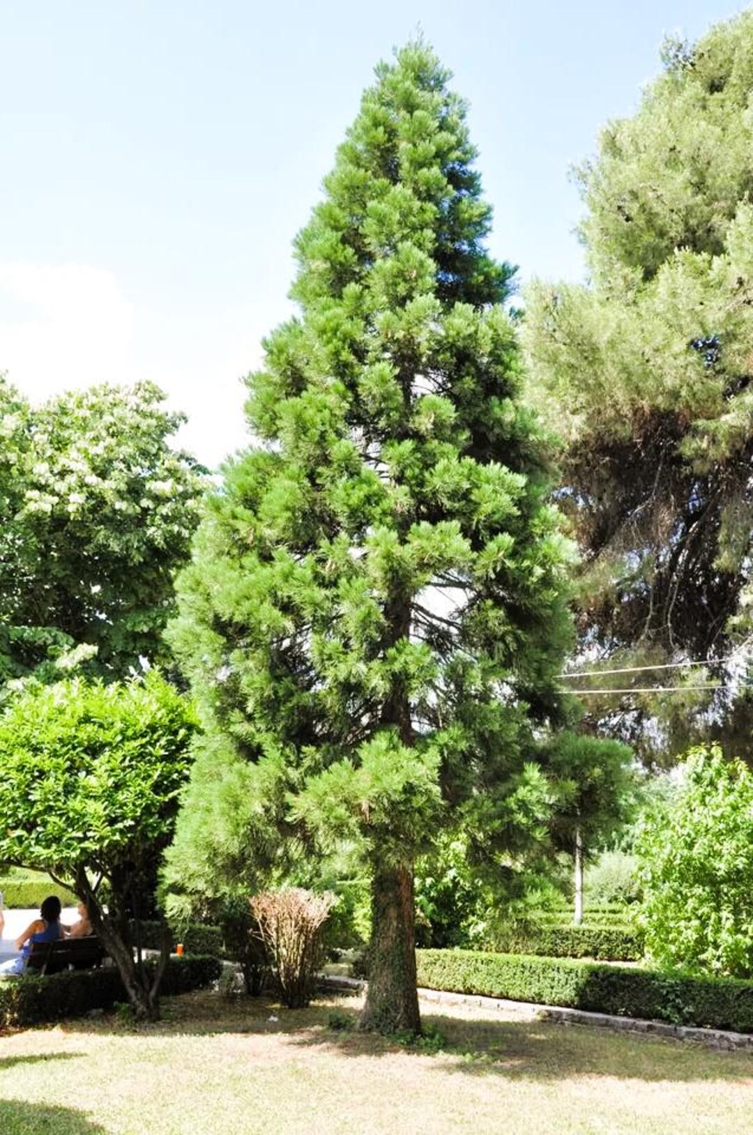 Giant Sequoia Seedling, Sequoia Dendron Giganteum Tree Sapling, Redwood ...