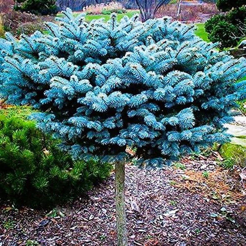 20 Colorado Blue Spruce Seeds: Heirloom Bonsai Tree, Gardening Gift - Etsy