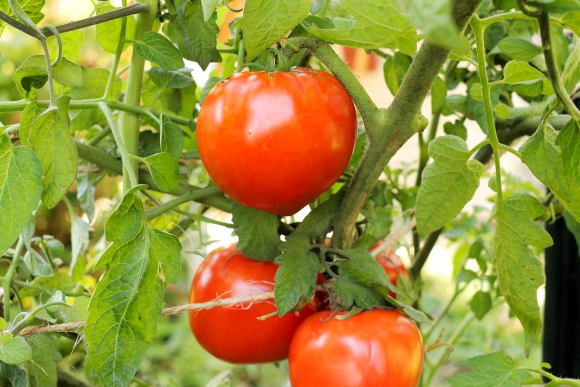 Organic Rosso Sicilian Tomato Seeds, Heirloom Variety, Non-gmo ...