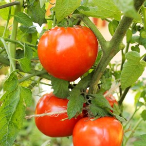 Organic Rosso Sicilian Tomato Seeds, Heirloom Variety, Non-gmo ...