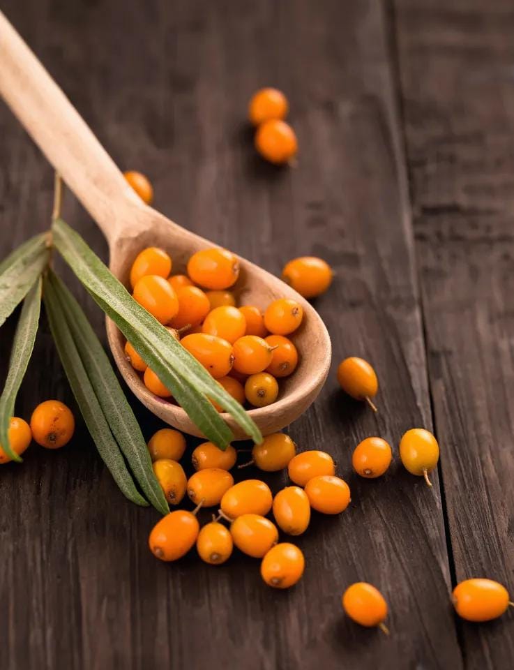 50+ Sea Berry Seeds for Planting, Sea Buckthorn Edible Berries ...