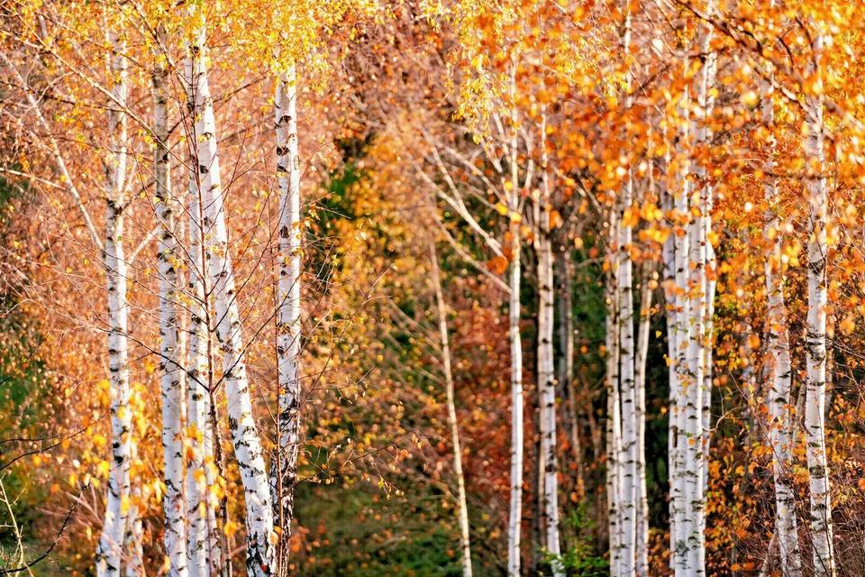 White Paper Birch Tree Seeds: Fast-growing Ornamental Tree - Etsy