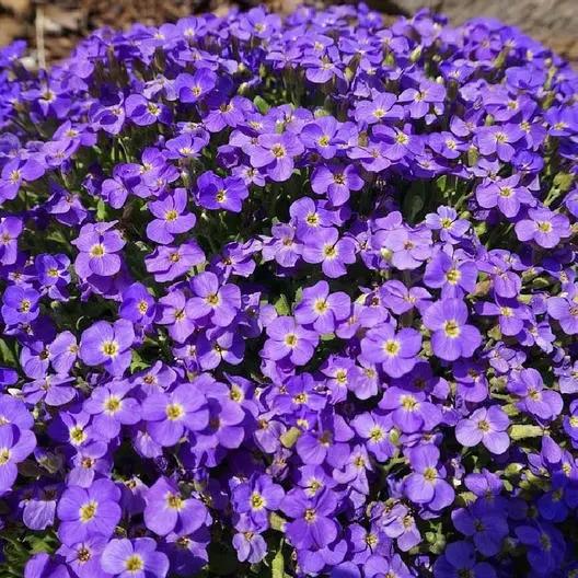 500+ Whitewell Gem Aubrieta Rock Cress Seeds, Groundcover Perennial Non ...