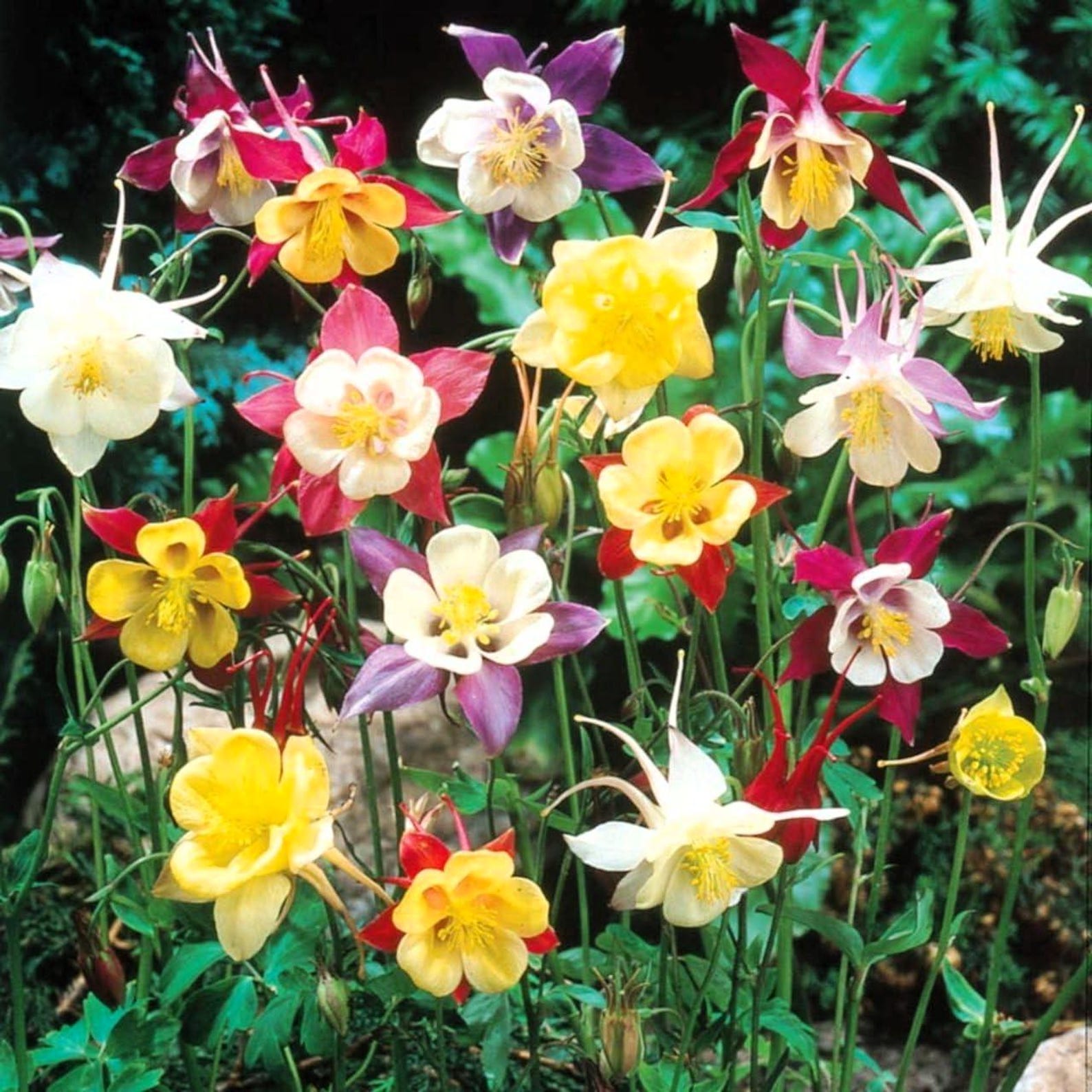 Columbine Mckana's GIANT MIX Seeds: Perennial Flower Garden - Etsy