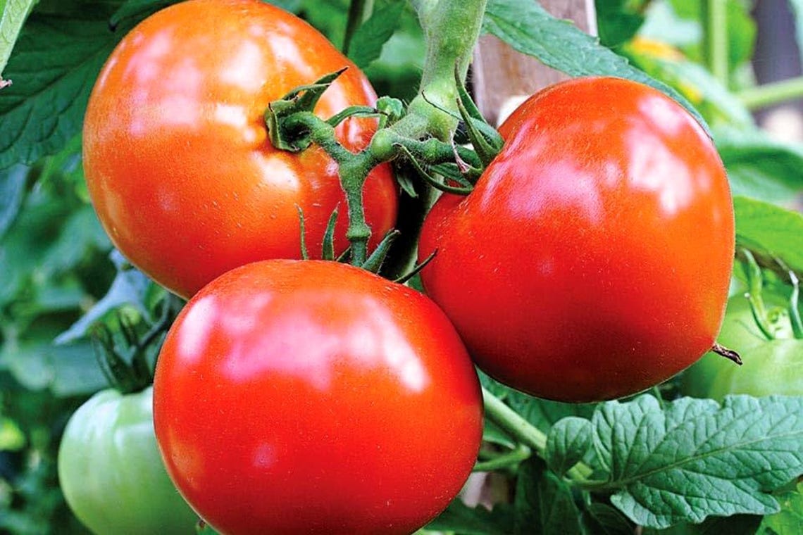 Organic Rosso Sicilian Tomato Seeds, Heirloom Variety, Non-gmo ...