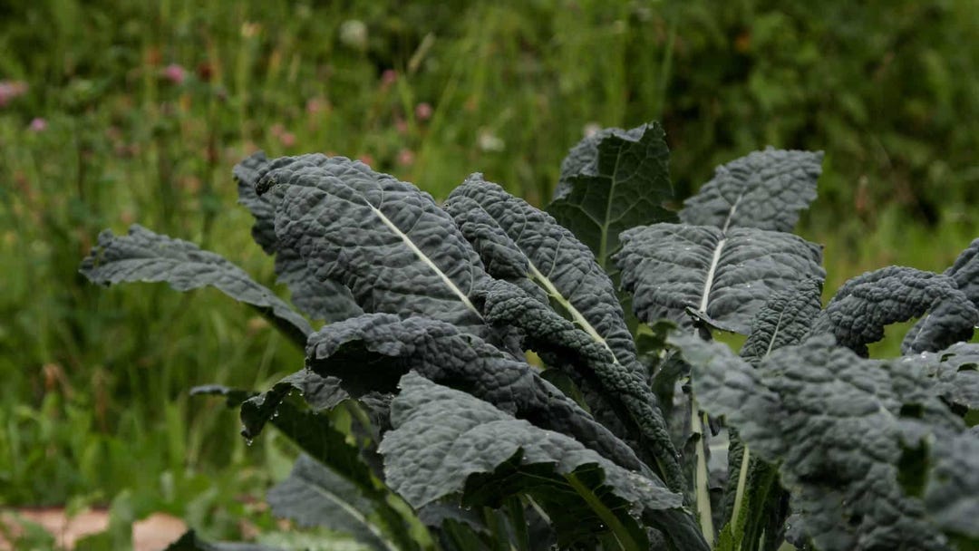 Lacinato Kale Seeds, Tuscan Italian Kale, Dinosaur Kale, Heirloom ...