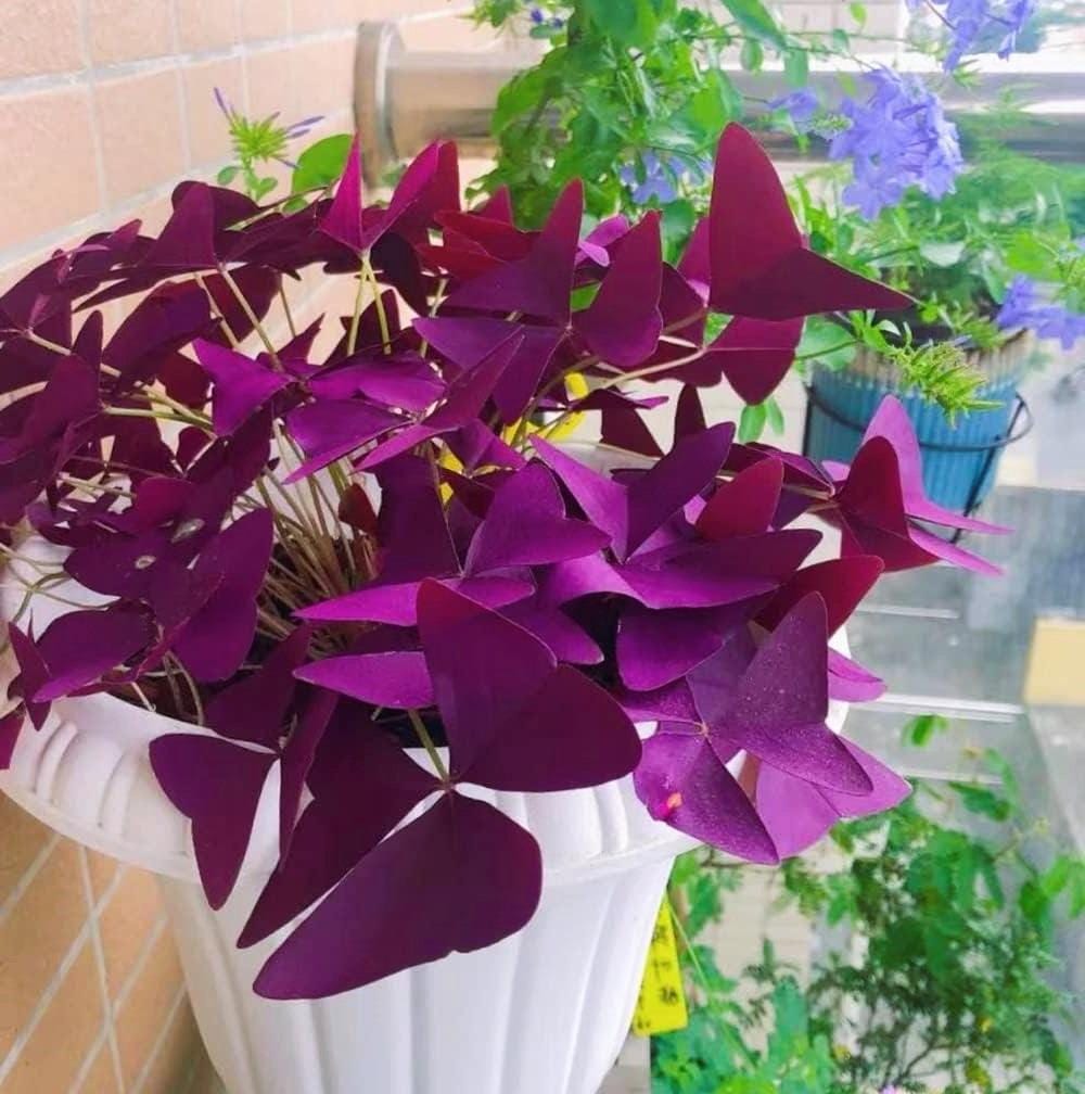Purple Shamrocks Bulbs, Oxalis Bulbs for Planting, Good Luck Plant ...