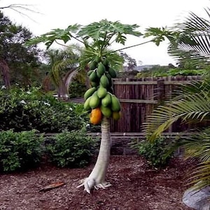 Dwarf Hawaiian Sunrise Strawberry Papaya Seeds: Tropical Fruit Tree - Etsy