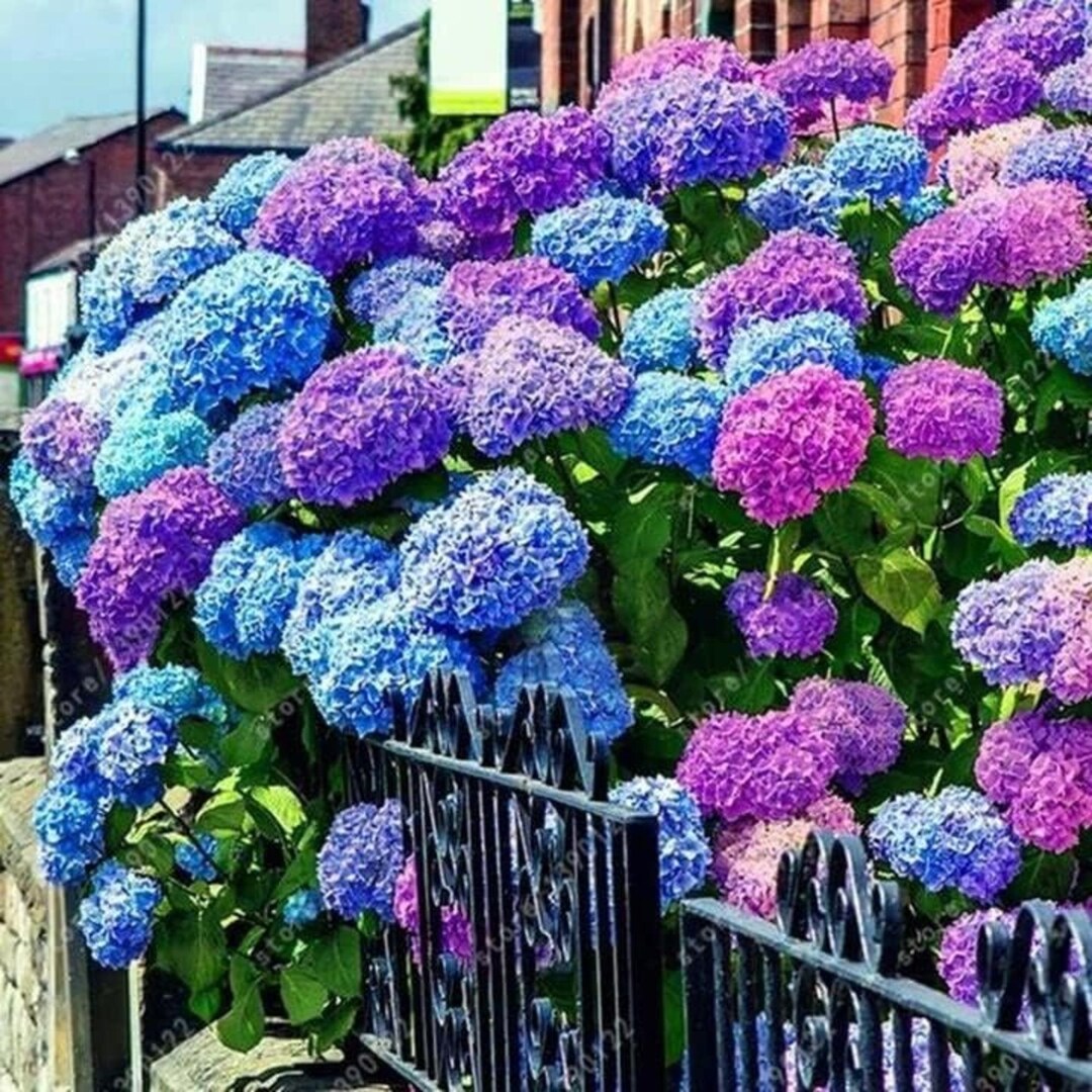 Blue Pink Purple Hydrangea Seeds: Perennial Garden Flowers - Etsy