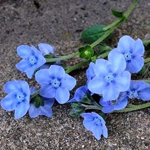 200 Forget Me Not Seeds, Blue Flower Seeds, Asian Wildflower, Annual ...