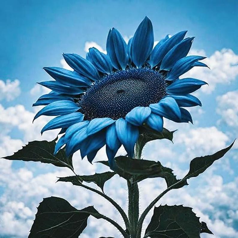 35+ Blue Sunflower Seeds Pack, Rare Flower Bonsai, Colorful Garden ...