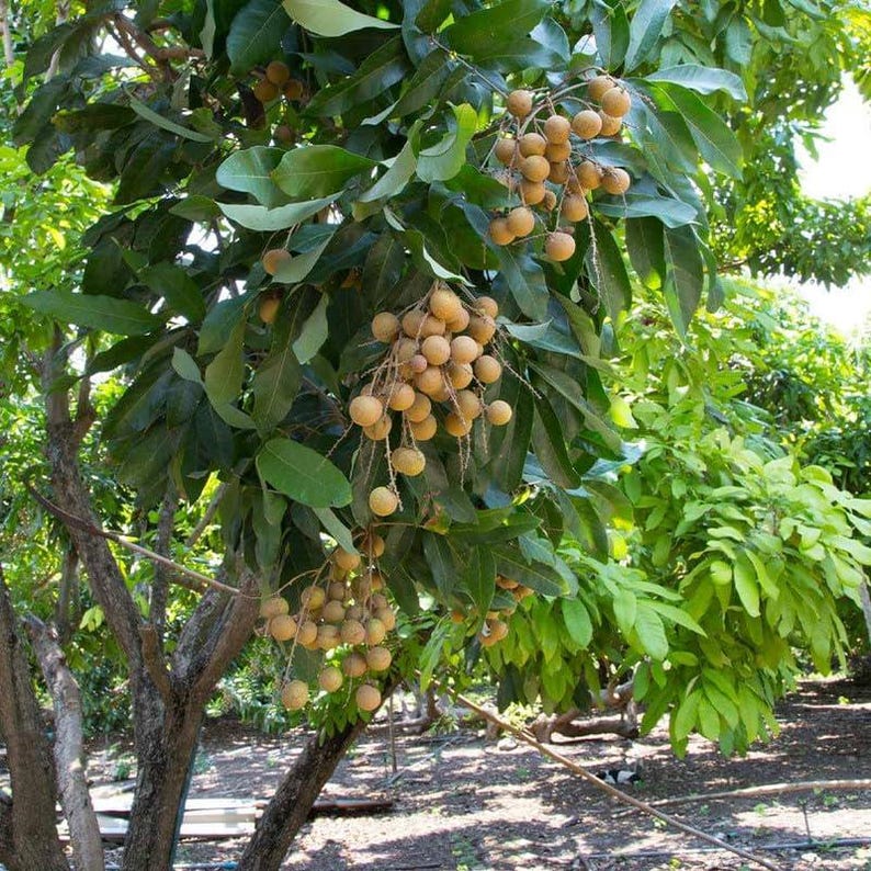 Dragon Eye Longan Seeds: Sweet Exotic Fruit, Tropical Garden Kit - Etsy