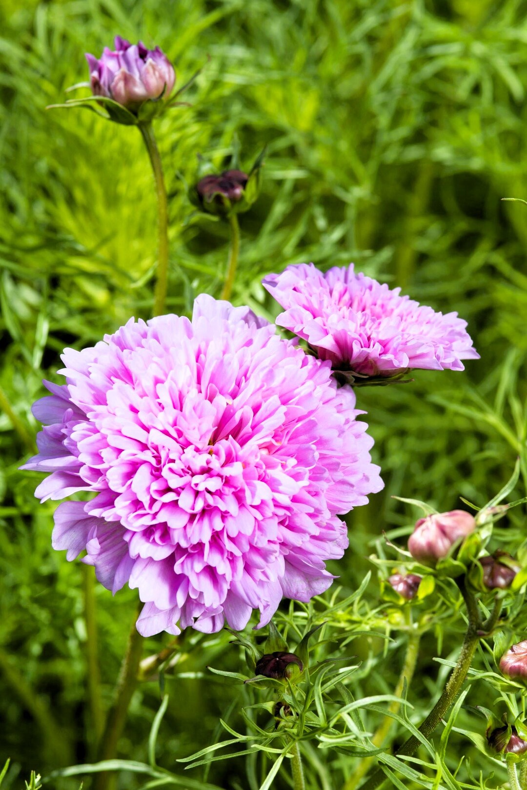 Rose Cosmos Flower Seeds: Double Dutch Heirloom Variety - Etsy