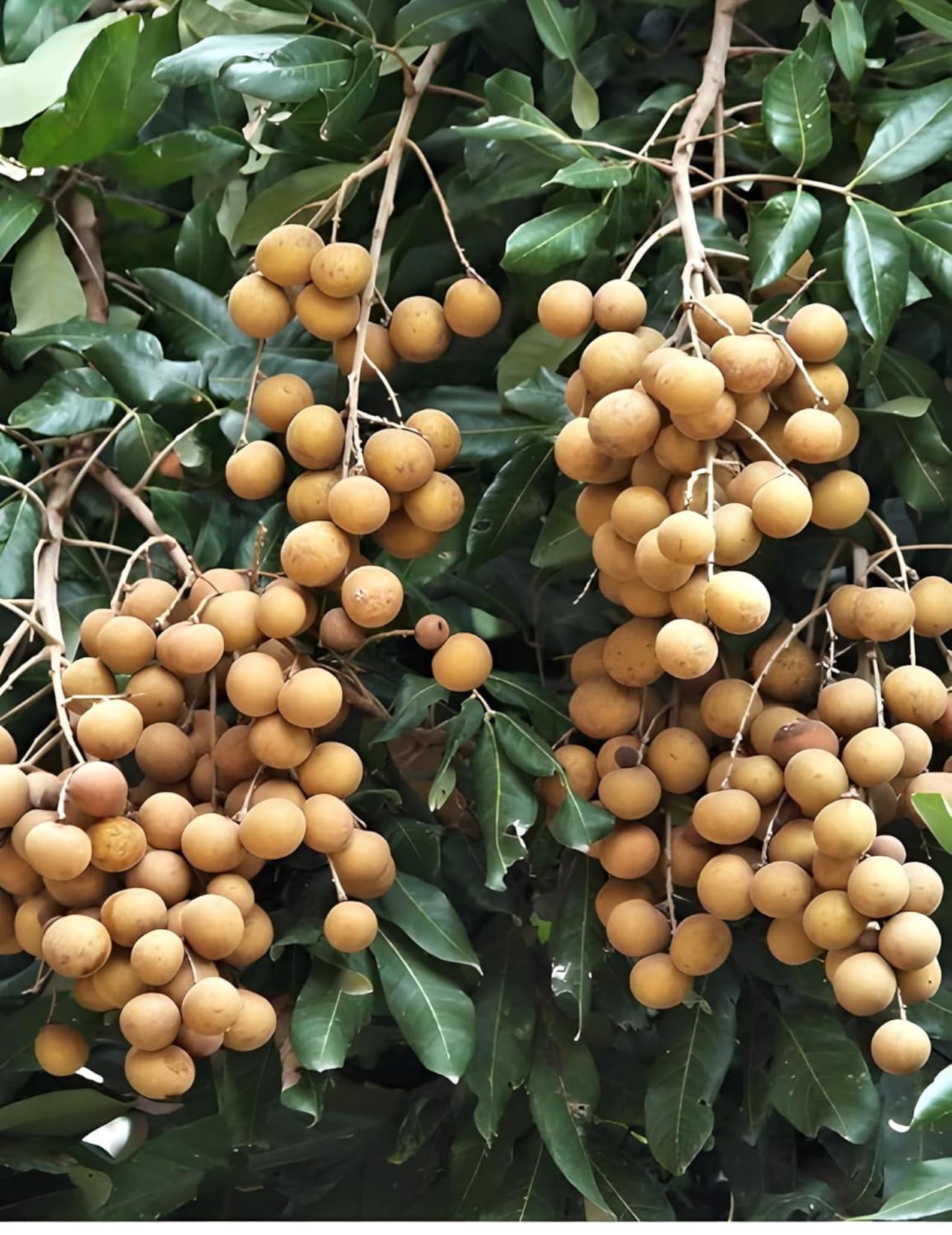 Dragon Eye Longan Seeds: Sweet Exotic Fruit, Tropical Garden Kit - Etsy