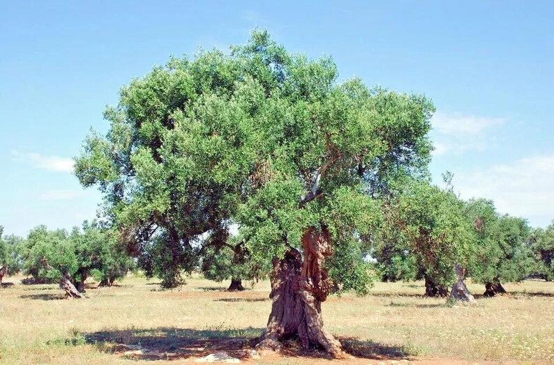 10 Canino Olive Tree Seeds: Edible Fruit Plant, Gardening Gift - Etsy