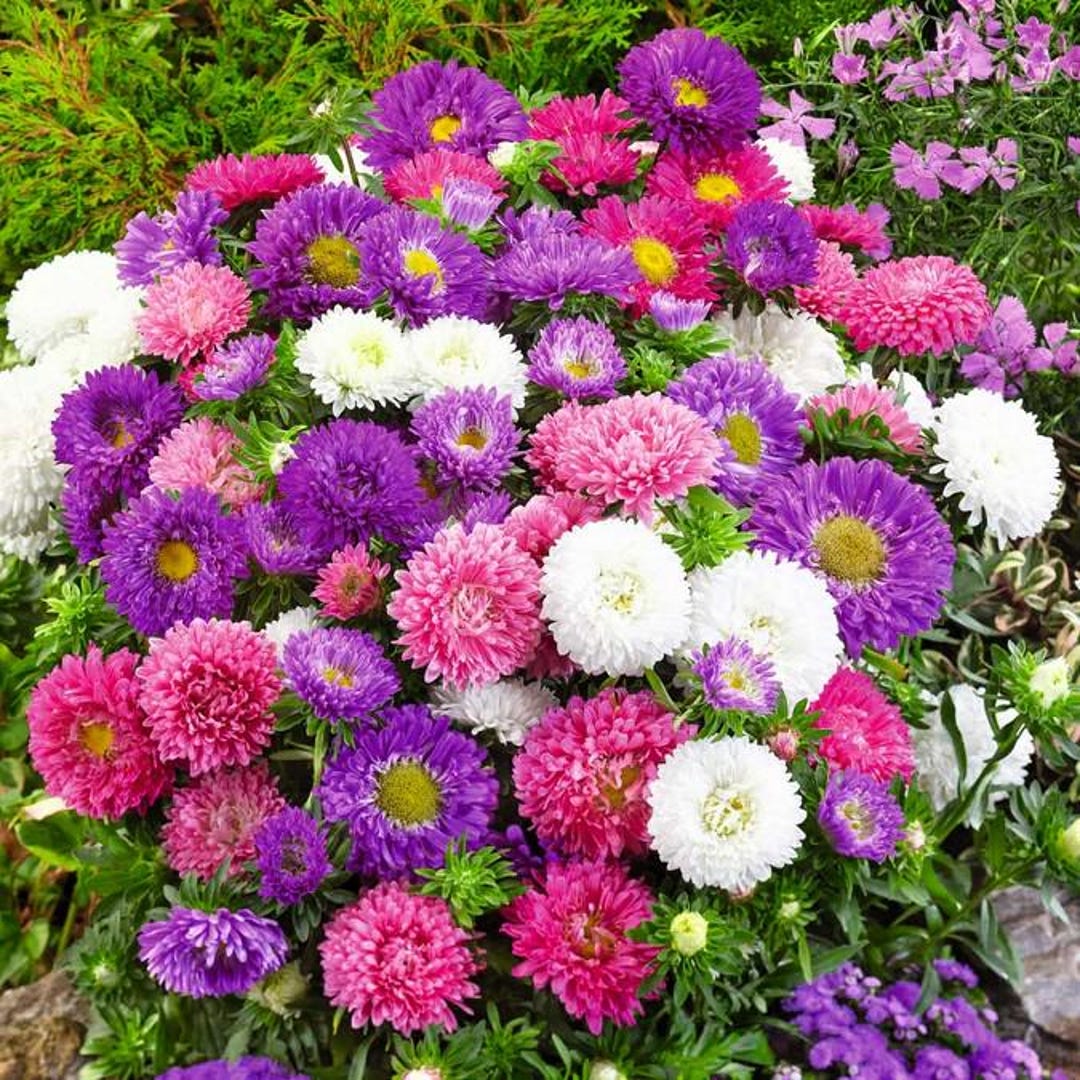 200+ Tall Double Gremlin Mix Aster Seeds, Cut Flowers Sun/part Shade ...