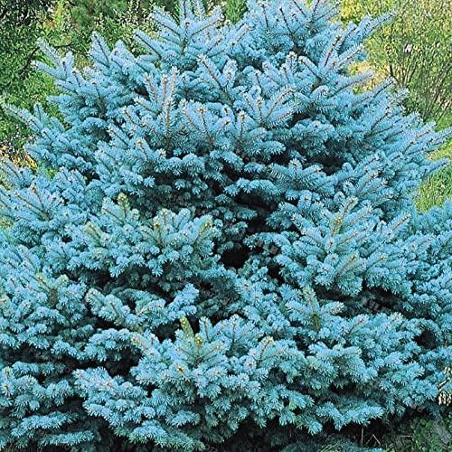 20 Colorado Blue Spruce Seeds: Heirloom Bonsai Tree, Gardening Gift - Etsy