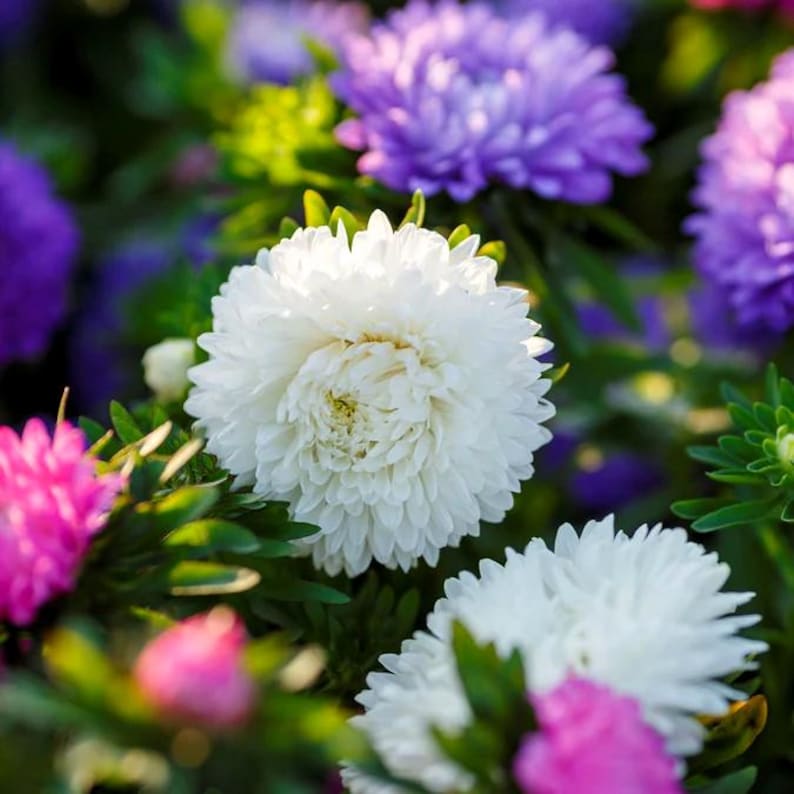 200+ Tall Double Gremlin Mix Aster Seeds, Cut Flowers Sun/part Shade ...