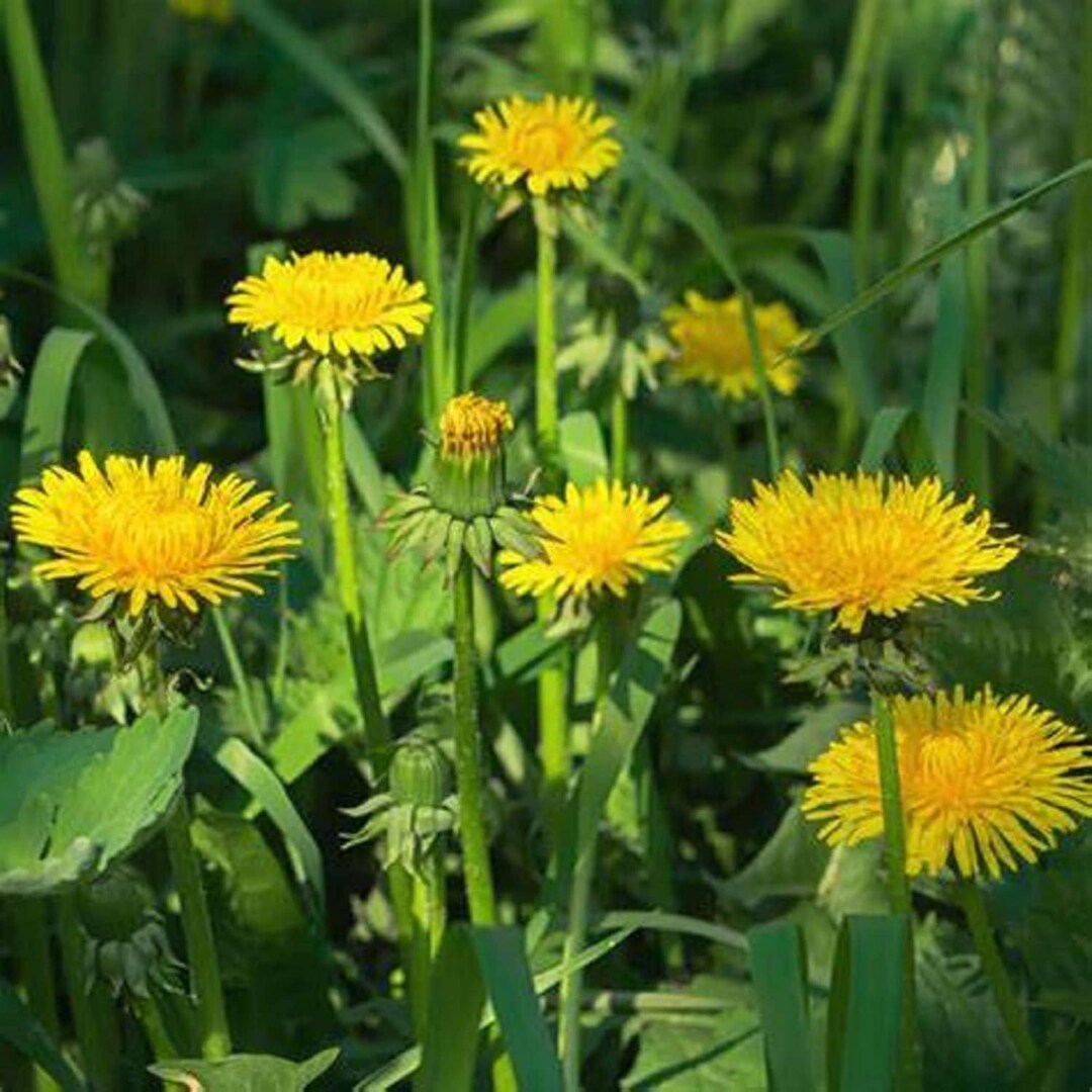 100 Dandelion Edible Greens Seeds, Groco, Organic Seeds. - Etsy