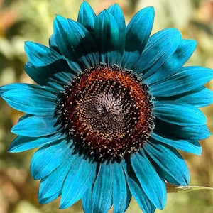 35+ Blue Sunflower Seeds Pack, Rare Flower Bonsai, Colorful Garden ...