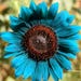 35+ Blue Sunflower Seeds Pack, Rare Flower Bonsai, Colorful Garden ...