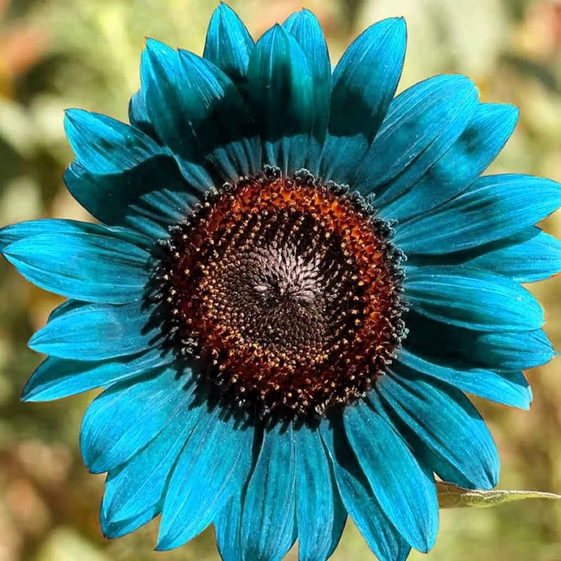 Rare Exotic Seeds - Etsy