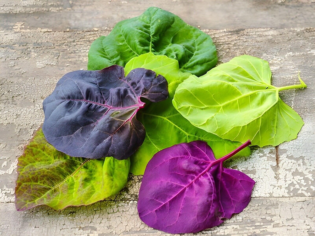 100+ Orach Red Fire Seeds, Heirloom Premium Quality, Organic Grown ...