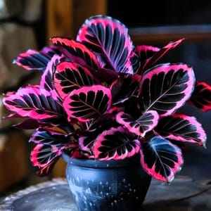 Purple Tip Calathea Flower Seeds: Indoor/outdoor Houseplant - 25+ Non ...