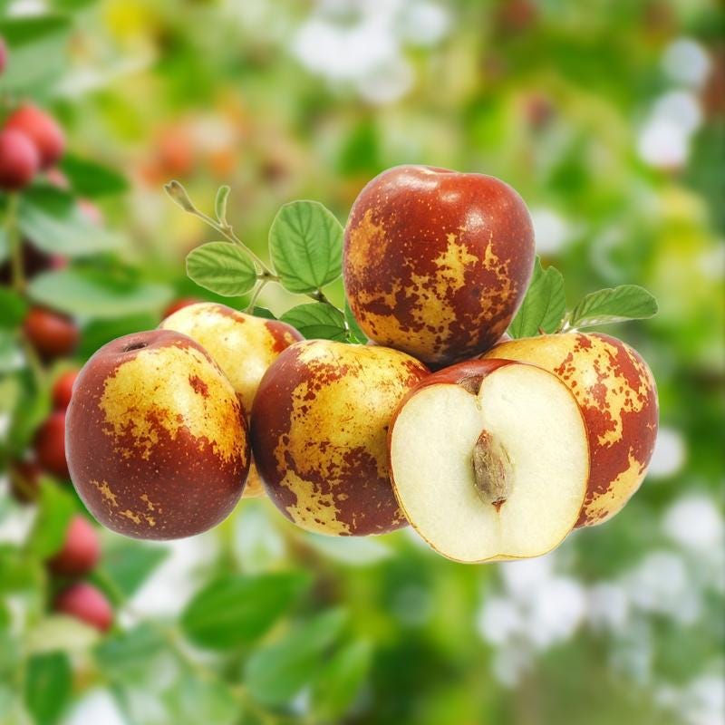 Empress Gee Jujube Tree Seeds: Fast Growing Superfruit Plant - Etsy