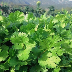 Cilantro Seeds for Kitchen Garden, Non-gmo Herb Seeds, Vegetable Seed ...