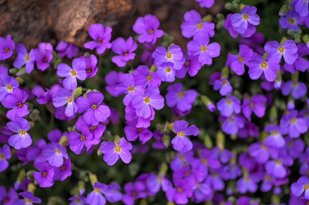 500+ Whitewell Gem Aubrieta Rock Cress Seeds, Groundcover Perennial Non ...