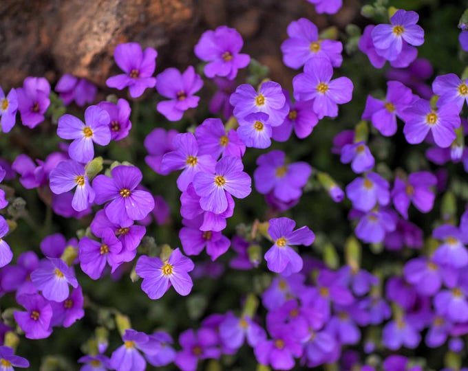 500+ Whitewell Gem Aubrieta Rock Cress Seeds, Groundcover Perennial Non ...
