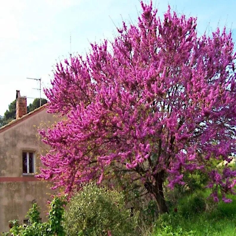 20+ Cercis Siliquastrum Judas Tree Seeds Mediterranean Redbud Flower ...