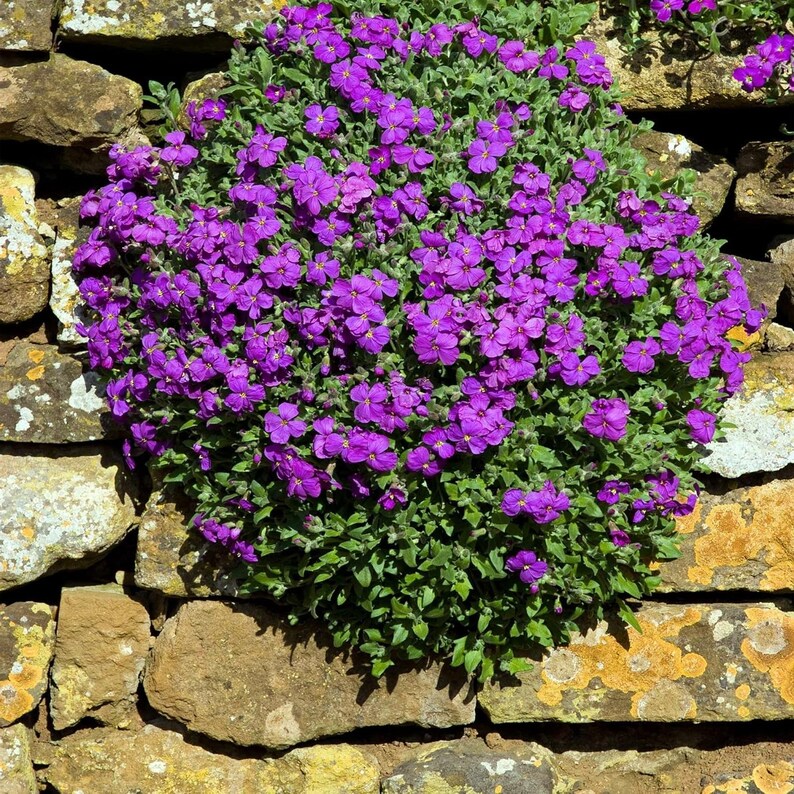 500+ Whitewell Gem Aubrieta Rock Cress Seeds, Groundcover Perennial Non ...